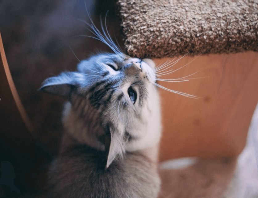 Cats’ fingerprints are located in their muzzle | Royal Canin Foundation