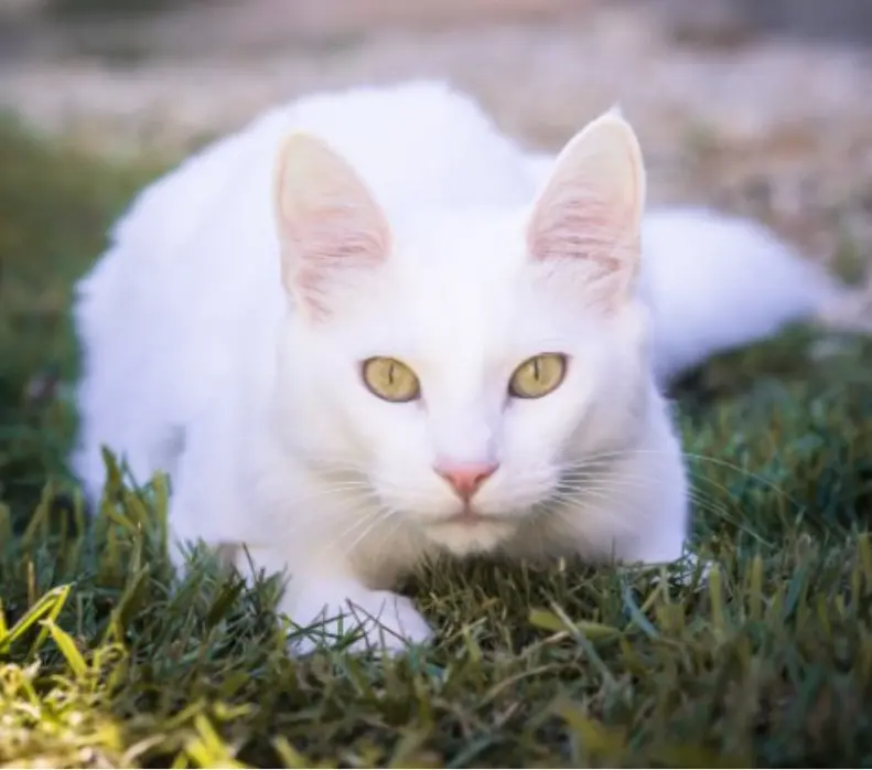 Cats have an exceptionnal sense of hearing | Royal Canin Foundation