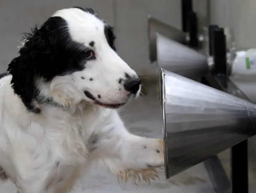 Why dogs’ smell sense is really fantastic | Royal Canin Foundation